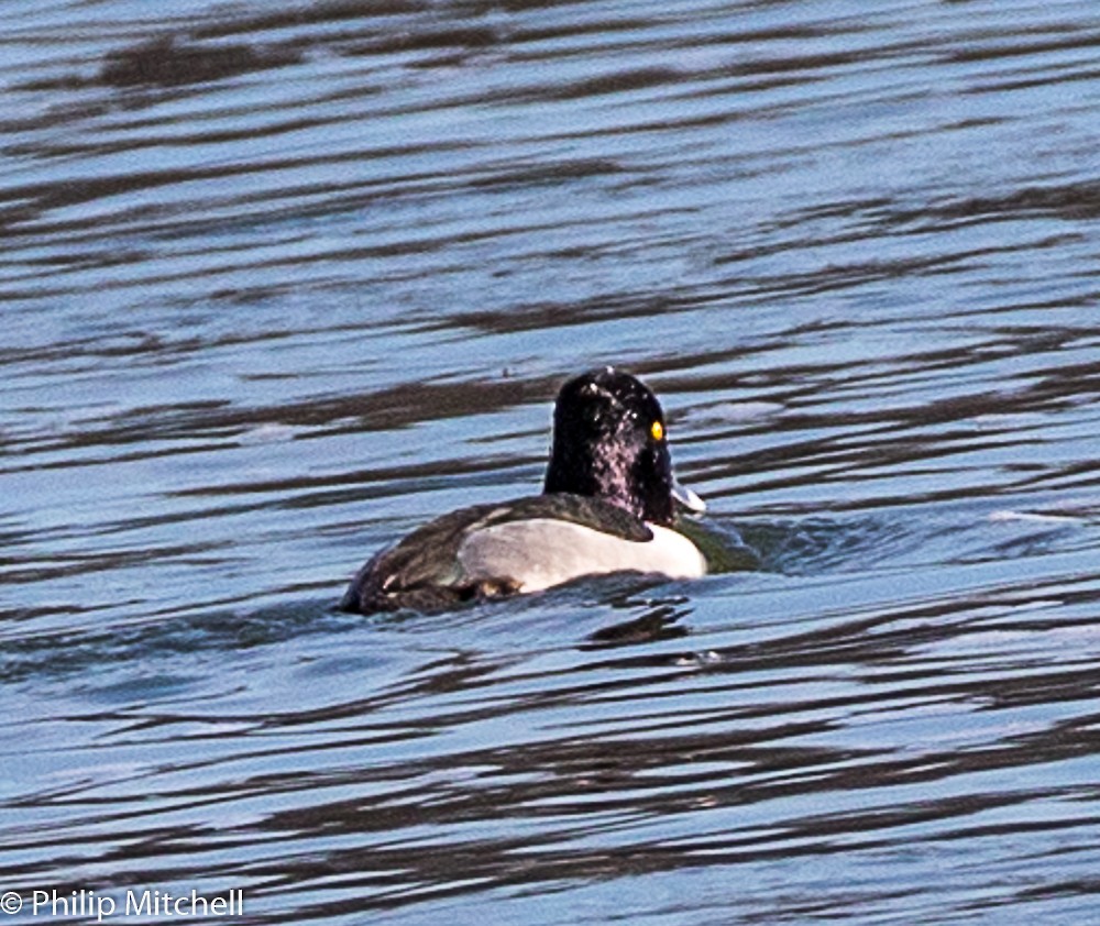 Virginia Breeding Bird Atlas Checklist - 11 Mar 2018 - Great Falls Park ...