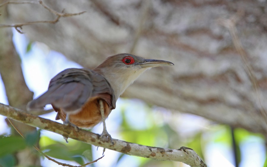 Great Lizard-Cuckoo (Cuban) - eBird
