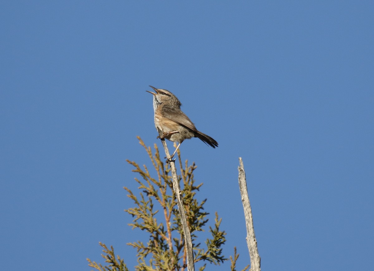 ML89632891 - Scrub Warbler - Macaulay Library