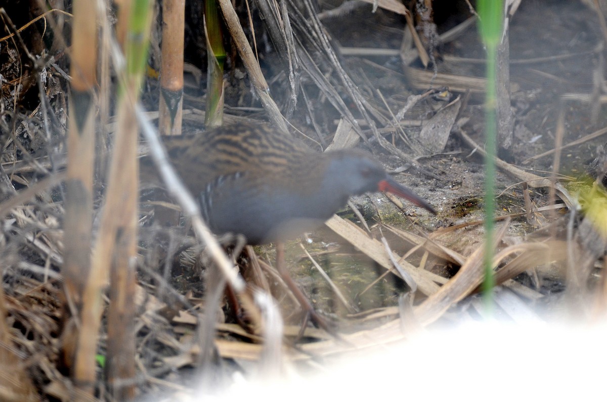 eBird Checklist - 15 Mar 2018 - Kfar Etzion WTP מט"ש כפר עציון - 15 species