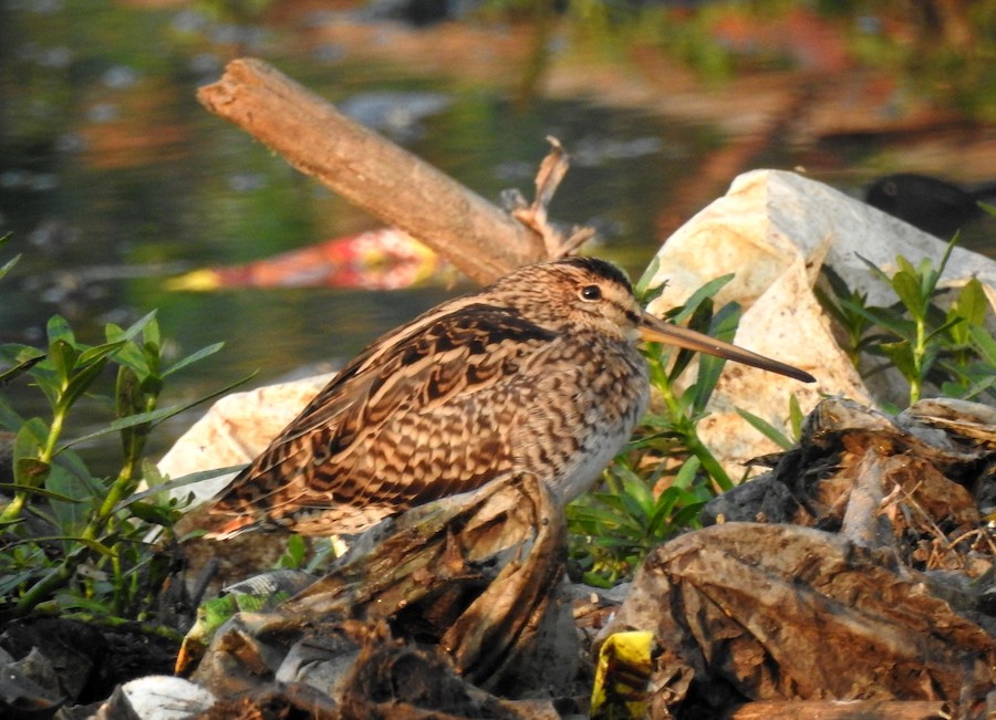 snipe sp. - eBird