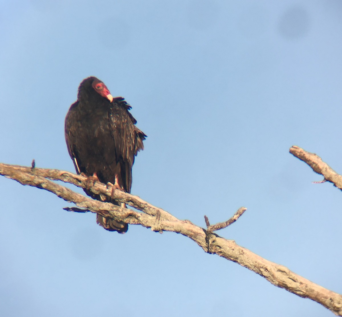 eBird Checklist - 18 Mar 2018 - Hisle Farm Park - 31 species