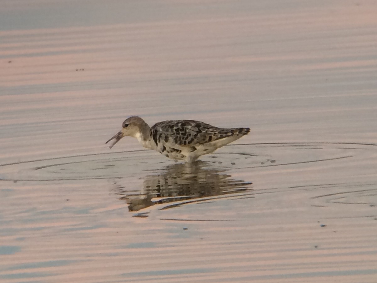 eBird Checklist - 18 Jul 2016 - Swan Harbor Farm Park - 53 species