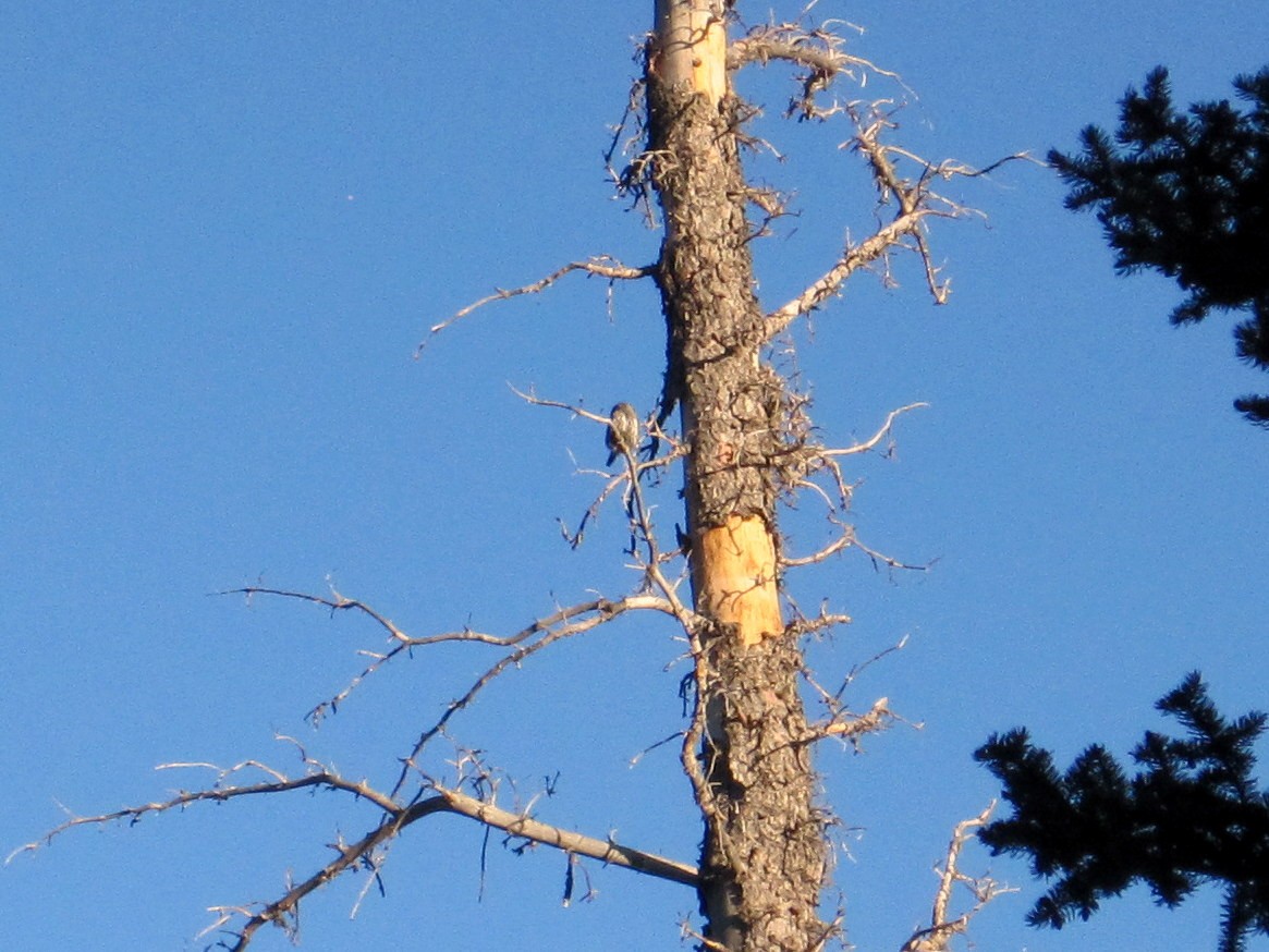 eBird Checklist - 15 Mar 2011 - Rocky Mountain NP--Lumpy Ridge Trail ...