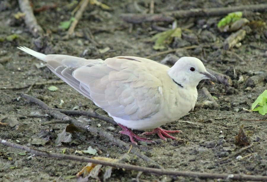 Streptopelia sp. - eBird