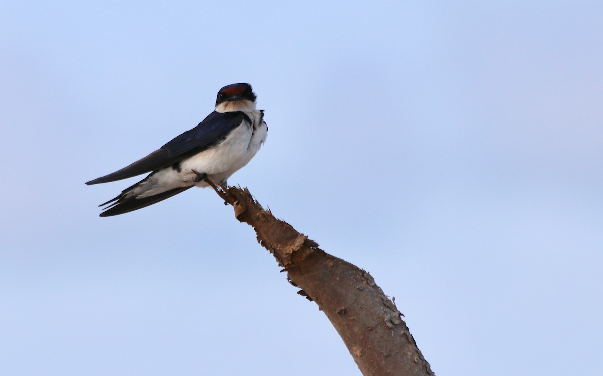 eBird Checklist - 26 Mar 2018 - Sabaki River Estuary - 55 species (+1 ...