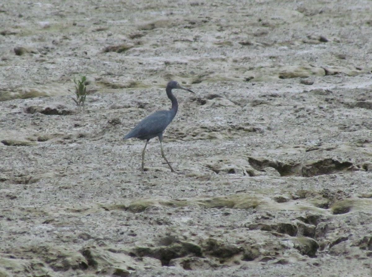 eBird Checklist - 19 Nov 2014 - Hope Beach - 18 species