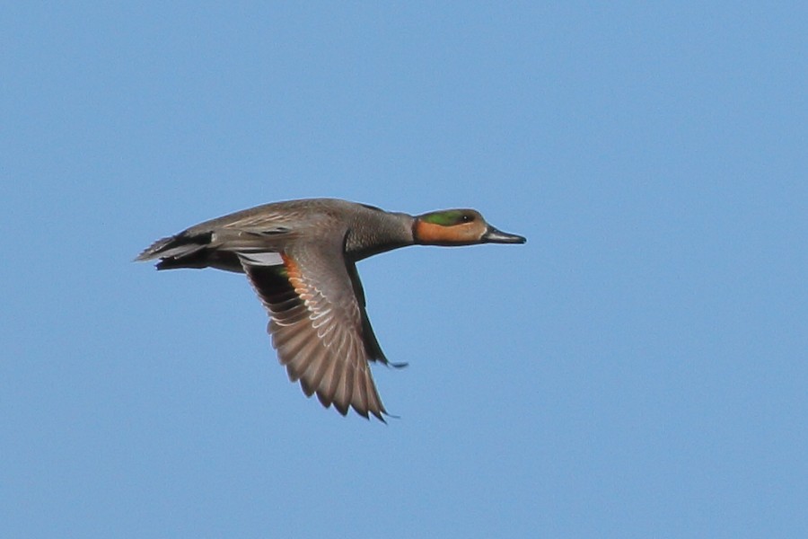 Gadwall x Green-winged Teal (hybrid) - eBird