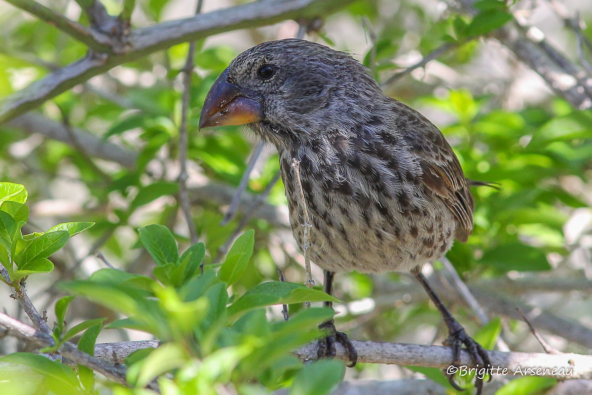ML93885561 - Large Ground-Finch - Macaulay Library