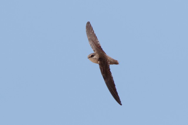 Meet the Vaux's Swift - eBird Oregon