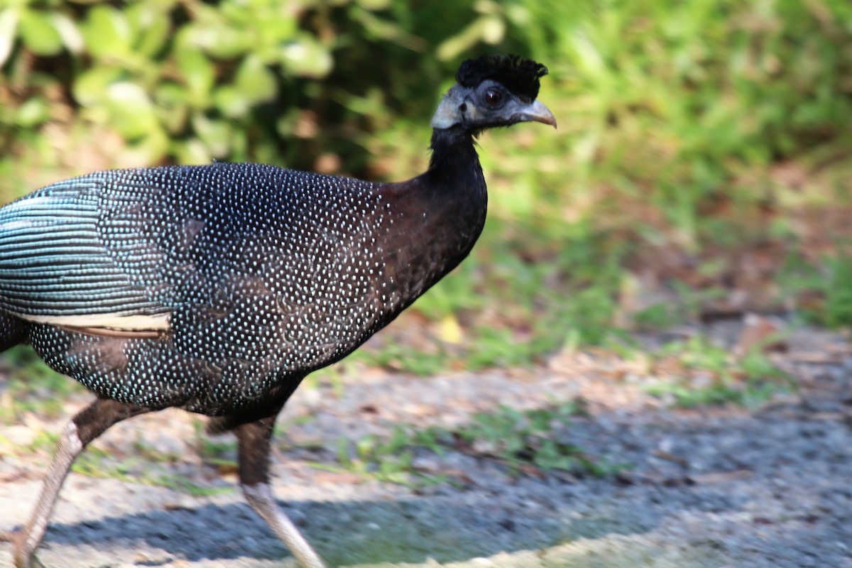 eBird Checklist - 24 Mar 2018 - Umkhumbi Lodge - 16 species