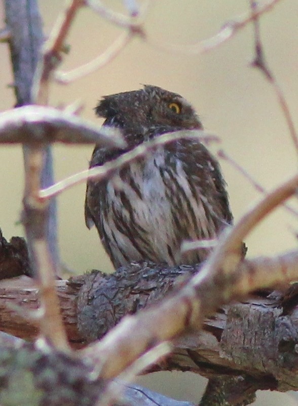 eBird Checklist - 17 Apr 2018 - Upper Hunter Canyon Trail - 21 species