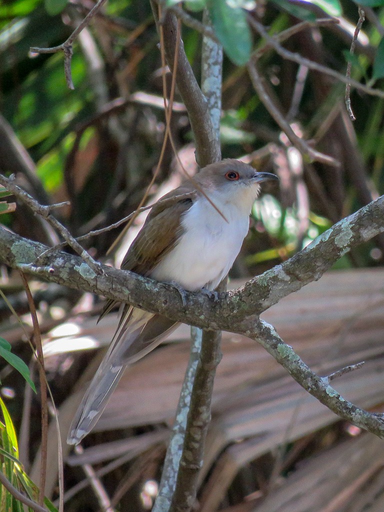 eBird Checklist - 18 Apr 2018 - Embry-Riddle Campus - 16 species
