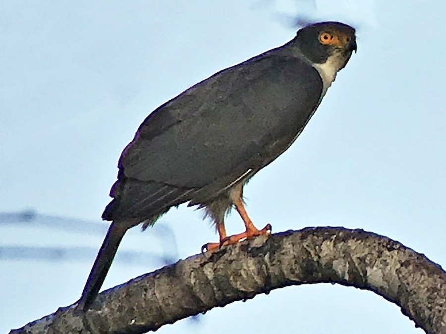 Grey-bellied Hawk - eBird