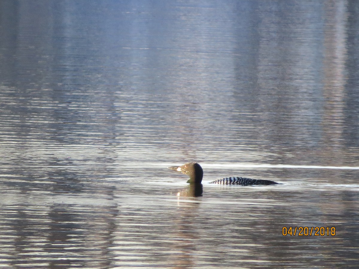 ML95582161 - Common Loon - Macaulay Library