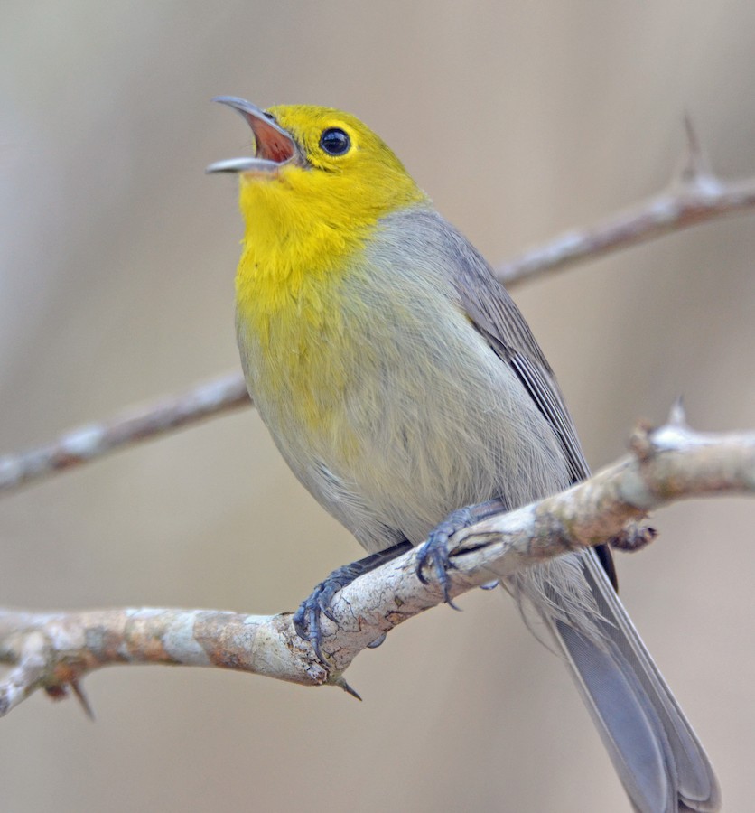 Yellow-headed x Oriente Warbler (hybrid) - eBird