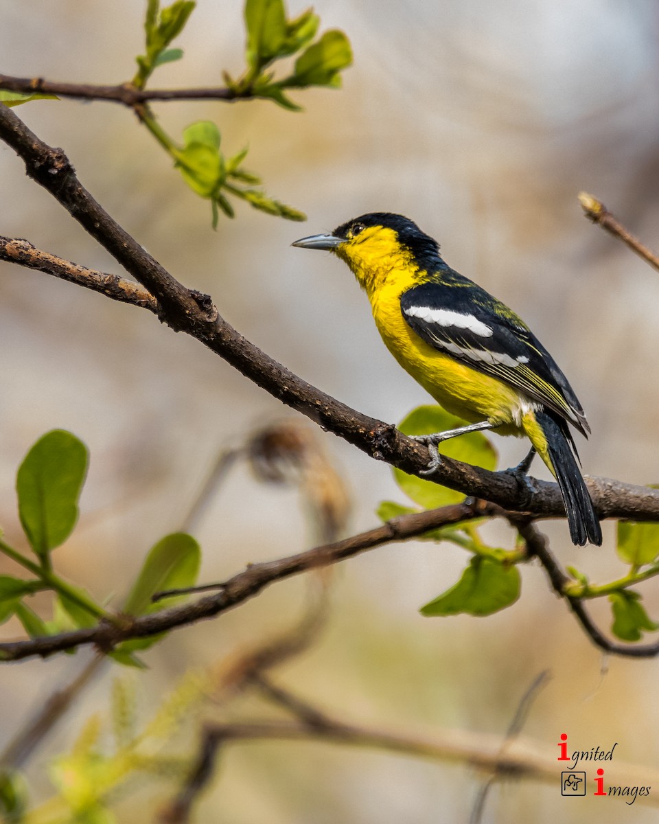 ML96212871 - Common Iora - Macaulay Library