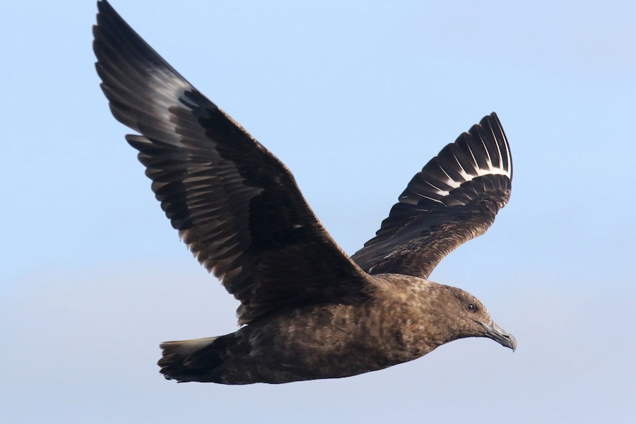 Brown Skua (Tristan) - eBird