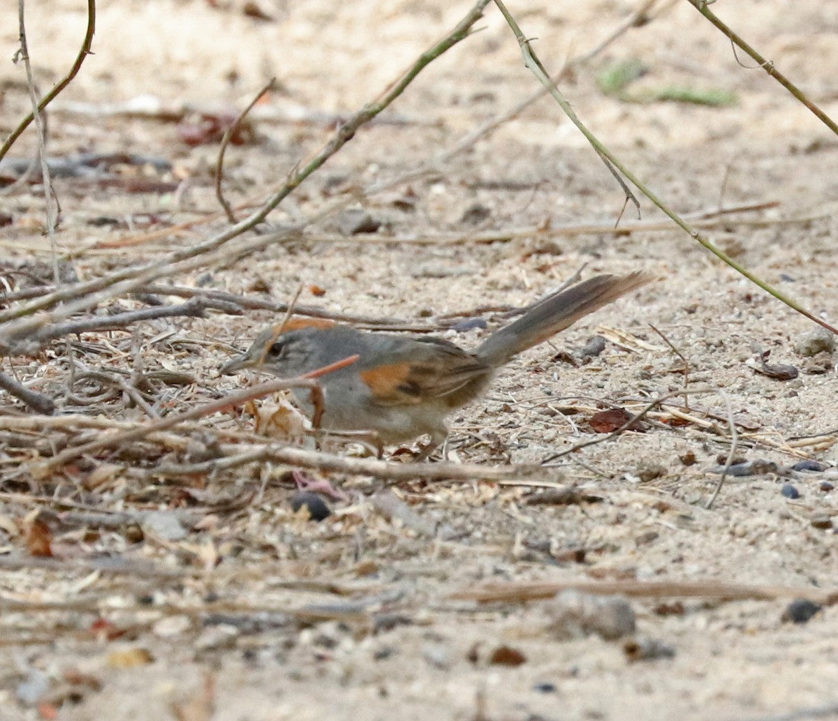 ML96719411 - Pale-breasted Spinetail - Macaulay Library