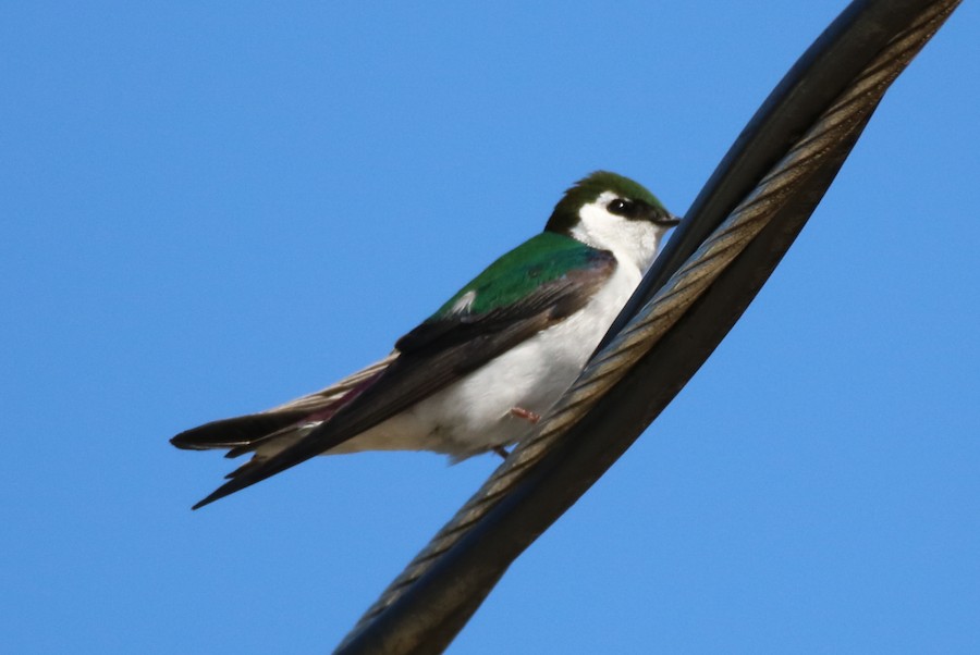 Tree/Violet-green Swallow - eBird