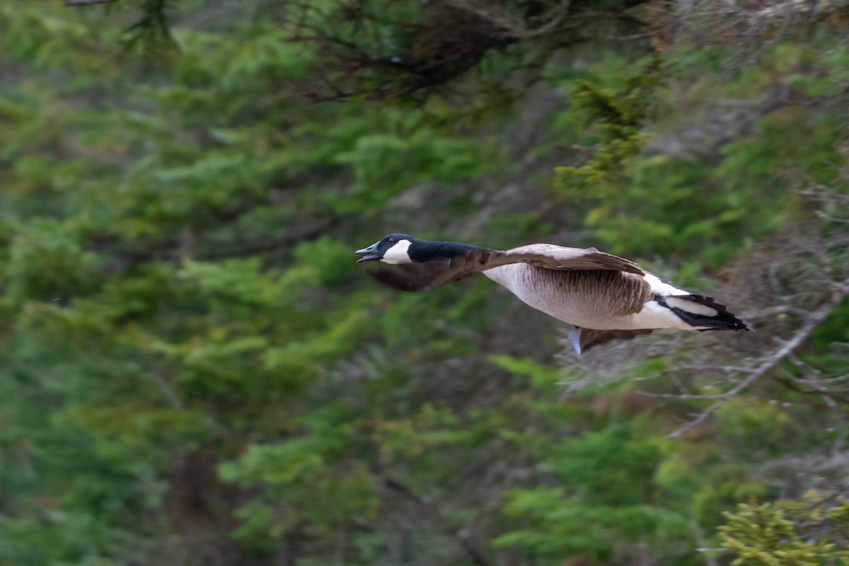 eBird Checklist - 28 Apr 2018 - Moose Bog, Wenlock WMA - 31 species