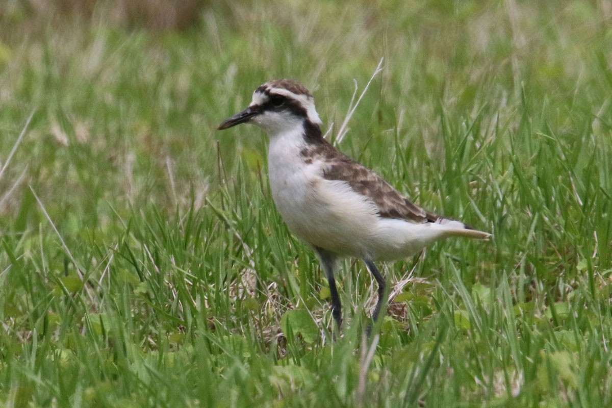 ML97177491 - St. Helena Plover - Macaulay Library