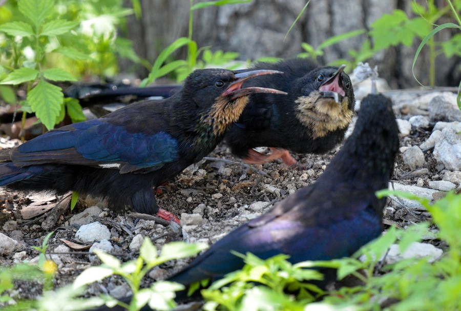 Violet Woodhoopoe (Violet) - eBird