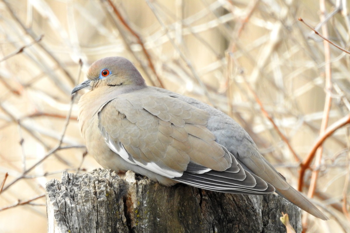 ML97408441 - White-winged Dove - Macaulay Library