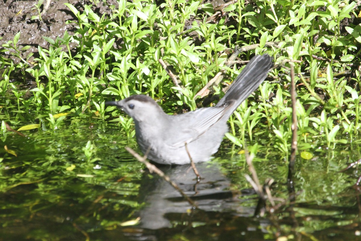 eBird Checklist - 3 May 2018 - Fort Macon SP--Visitor's Center - 15 species