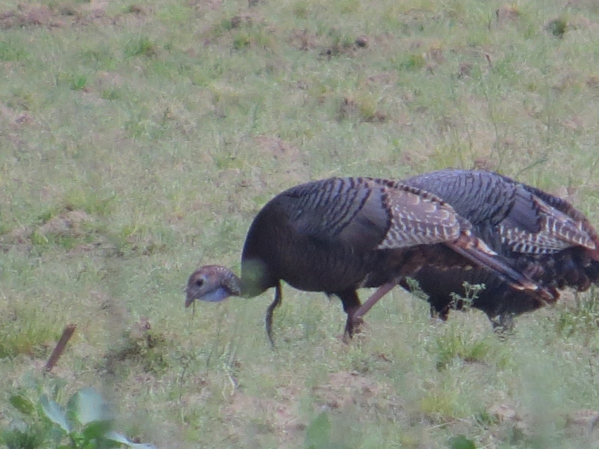 eBird Checklist - 6 May 2018 - Swan Harbor Farm Park - 46 species (+1 ...