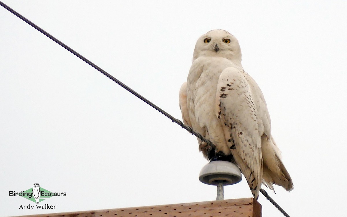 ML98779811 - Snowy Owl - Macaulay Library