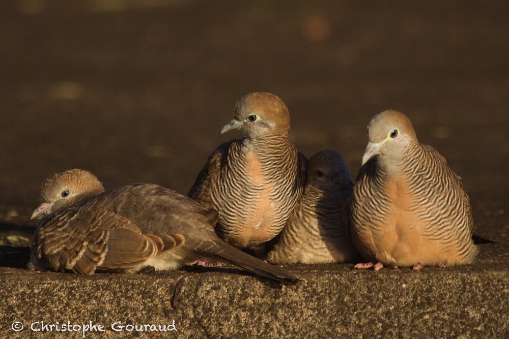 ML99552761 - Zebra Dove - Macaulay Library