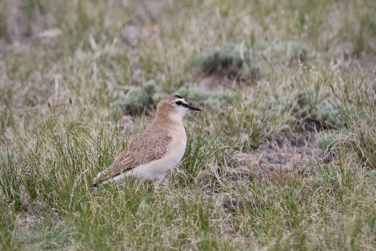 ML99846471 - Mountain Plover - Macaulay Library
