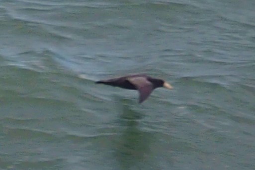 eBird Checklist - 12 May 2018 - Point Addis - 6 species (+1 other taxa)